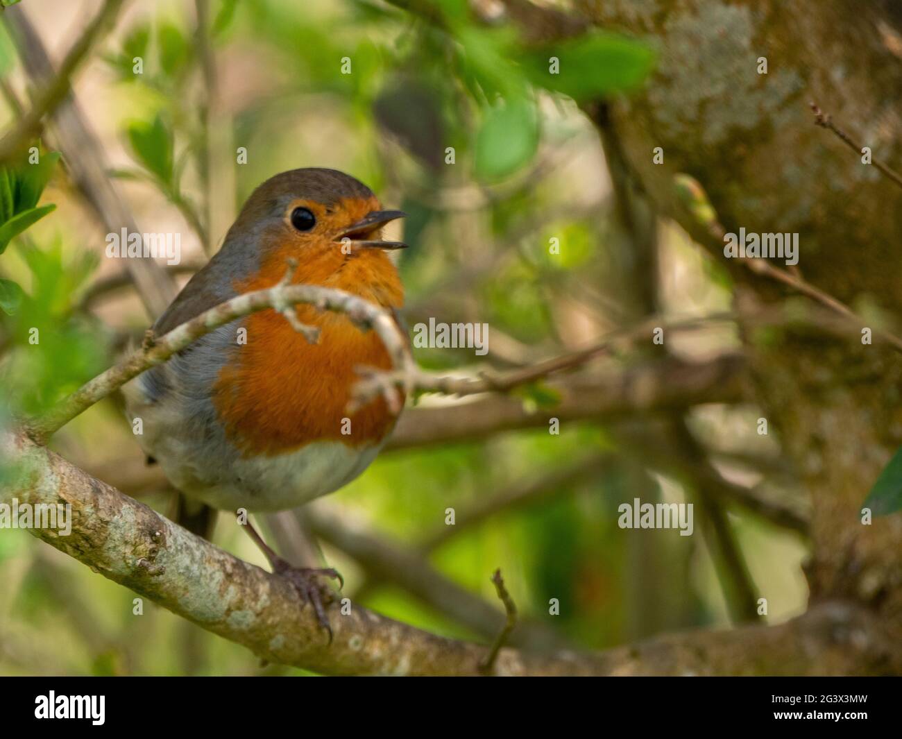 Closeup shot of a European robin perched on a tree branch Stock Photo ...