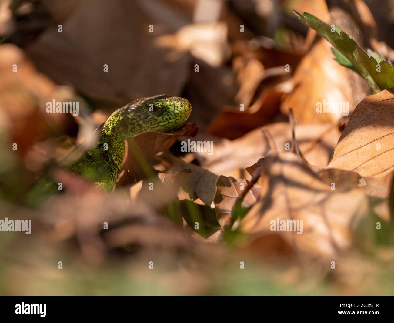 Closeup shot of a nimble lizard crawling on dried leavese Stock Photo ...