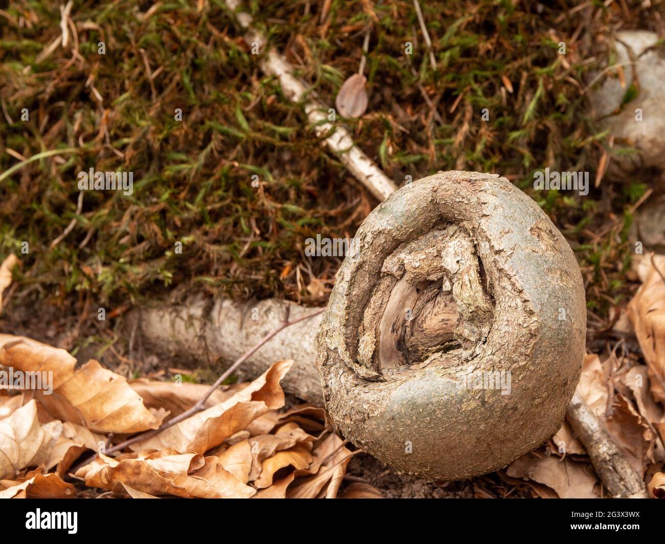 Closeup shot of round roots on the forest ground Stock Photo - Alamy