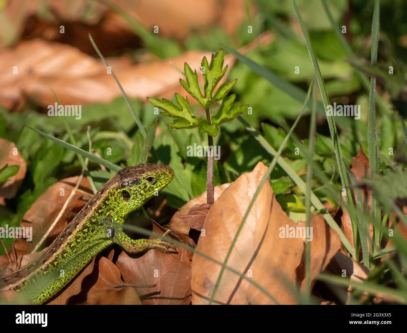 Closeup shot of a nimble lizard crawling on the ground Stock Photo - Alamy