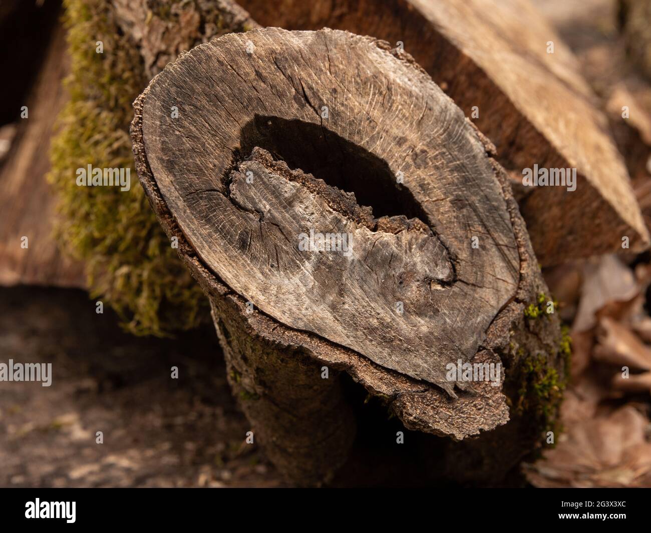 Closeup shot of an old tree stump covered with moss in the forest Stock ...