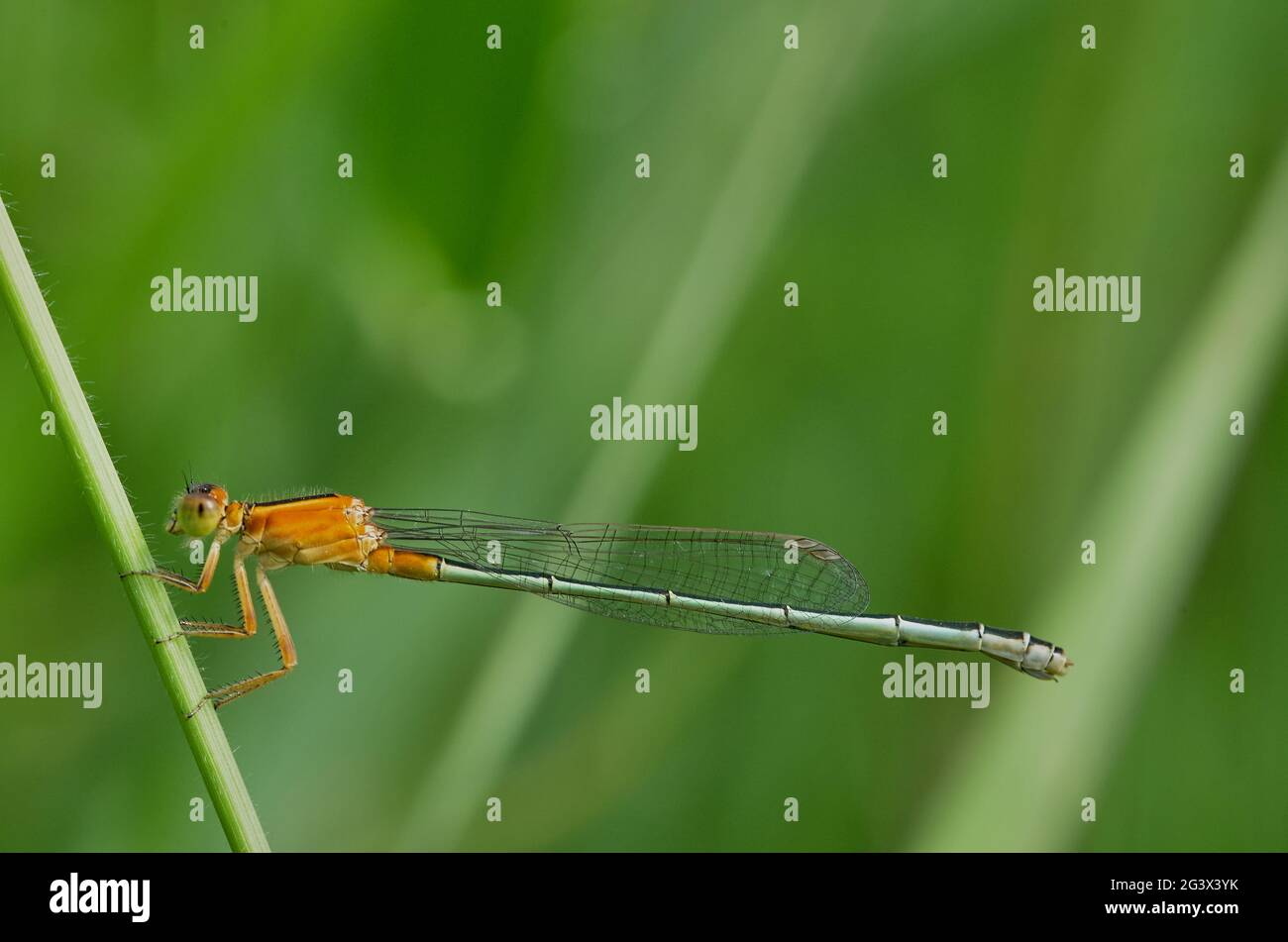 Grass and flying insects hi-res stock photography and images - Alamy