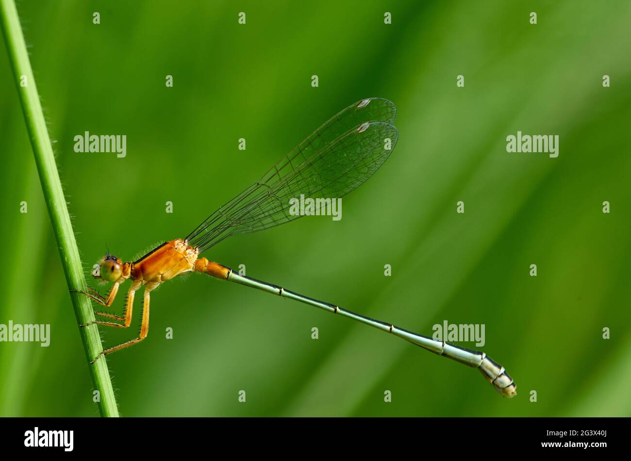 Grass and flying insects hi-res stock photography and images - Alamy