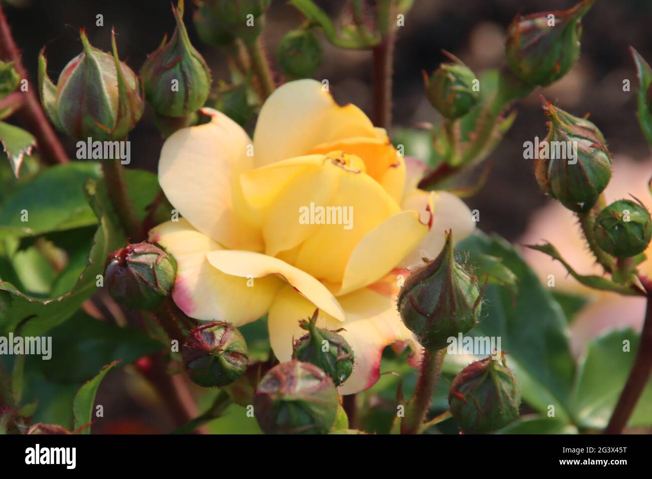 Lampion rosa hi-res stock photography and images - Alamy