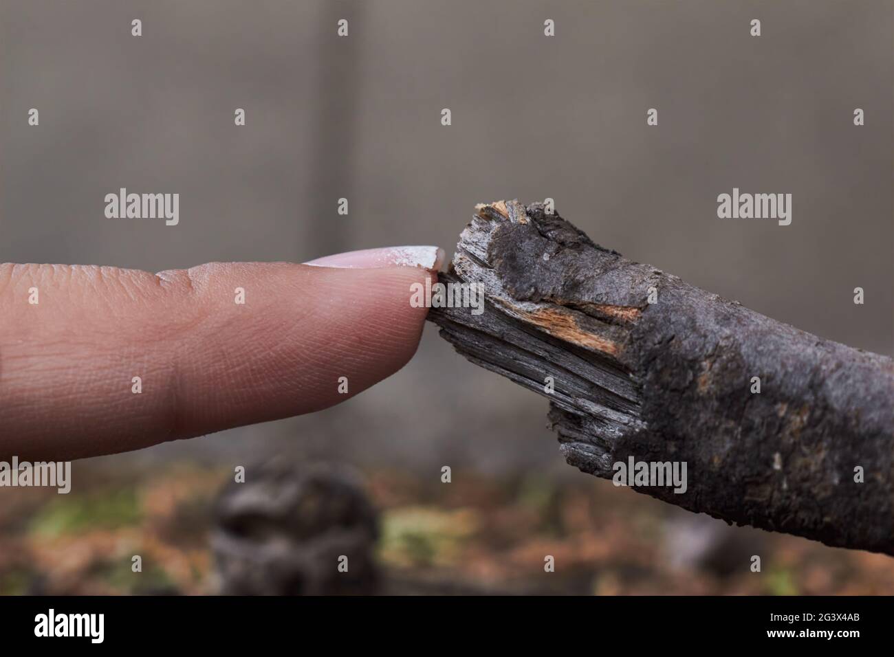 Contact with nature. A finger touching a tree branch Stock Photo - Alamy
