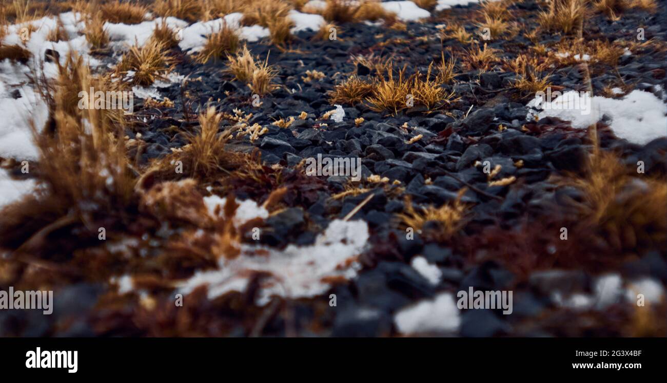 Death plants hi-res stock photography and images - Alamy