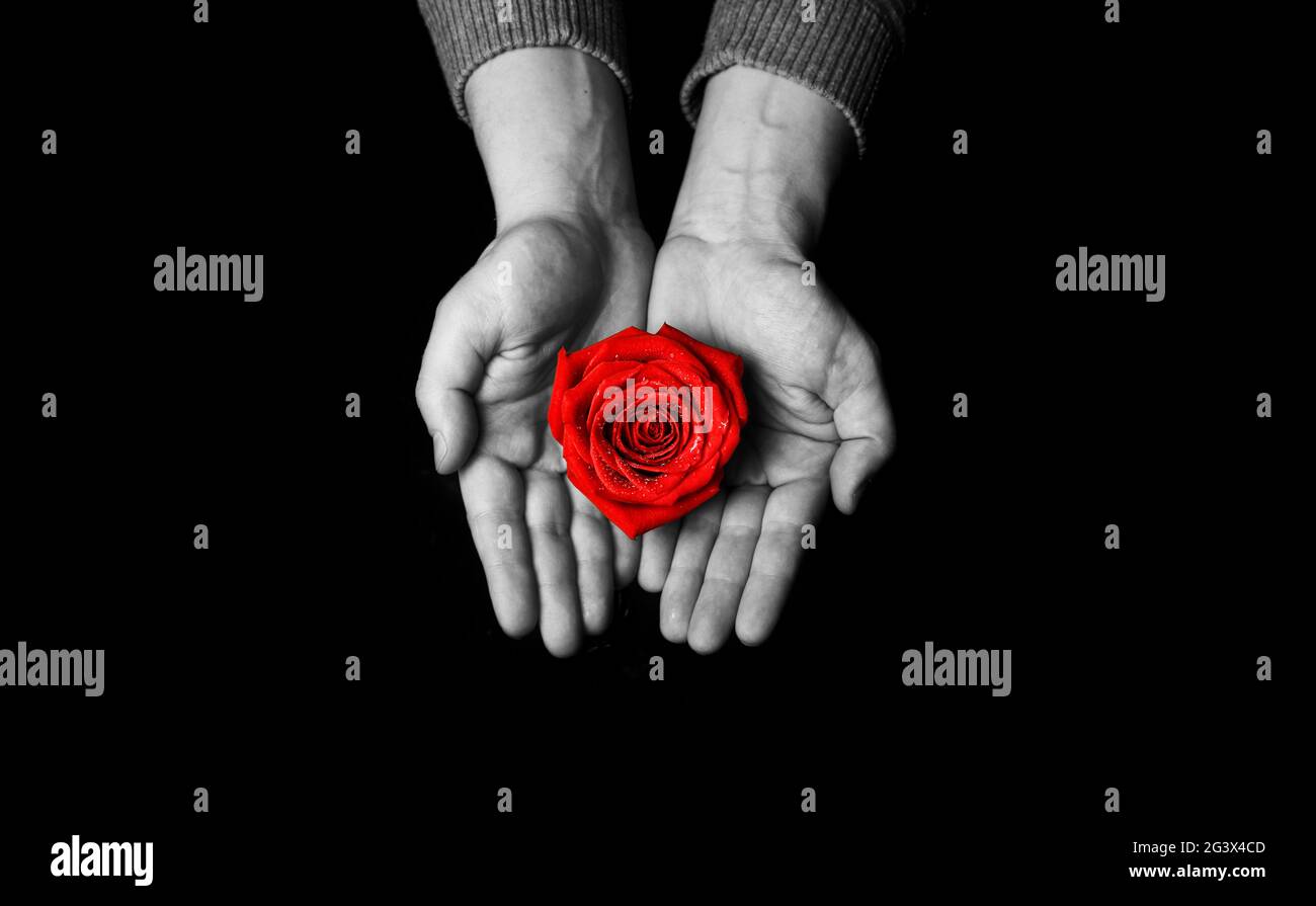 Beautiful red rose. Congratulatory background by St. Valentine's Day ...