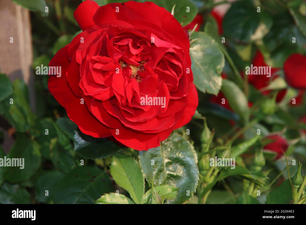 Rose garden Guldemondplantsoen as national monument in Boskoop in the ...