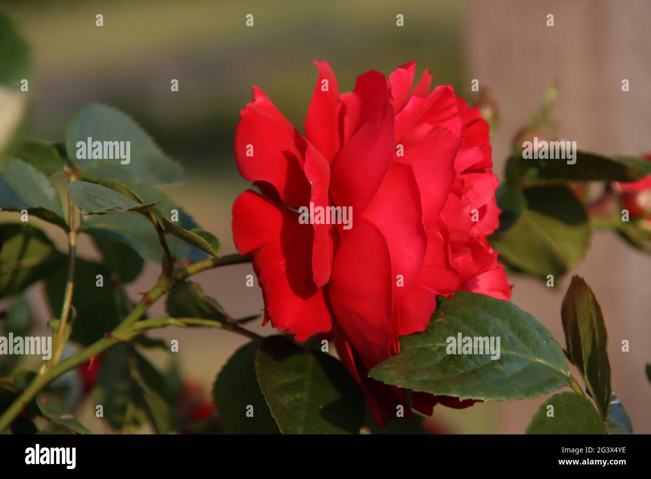Rose garden Guldemondplantsoen as national monument in Boskoop in the ...