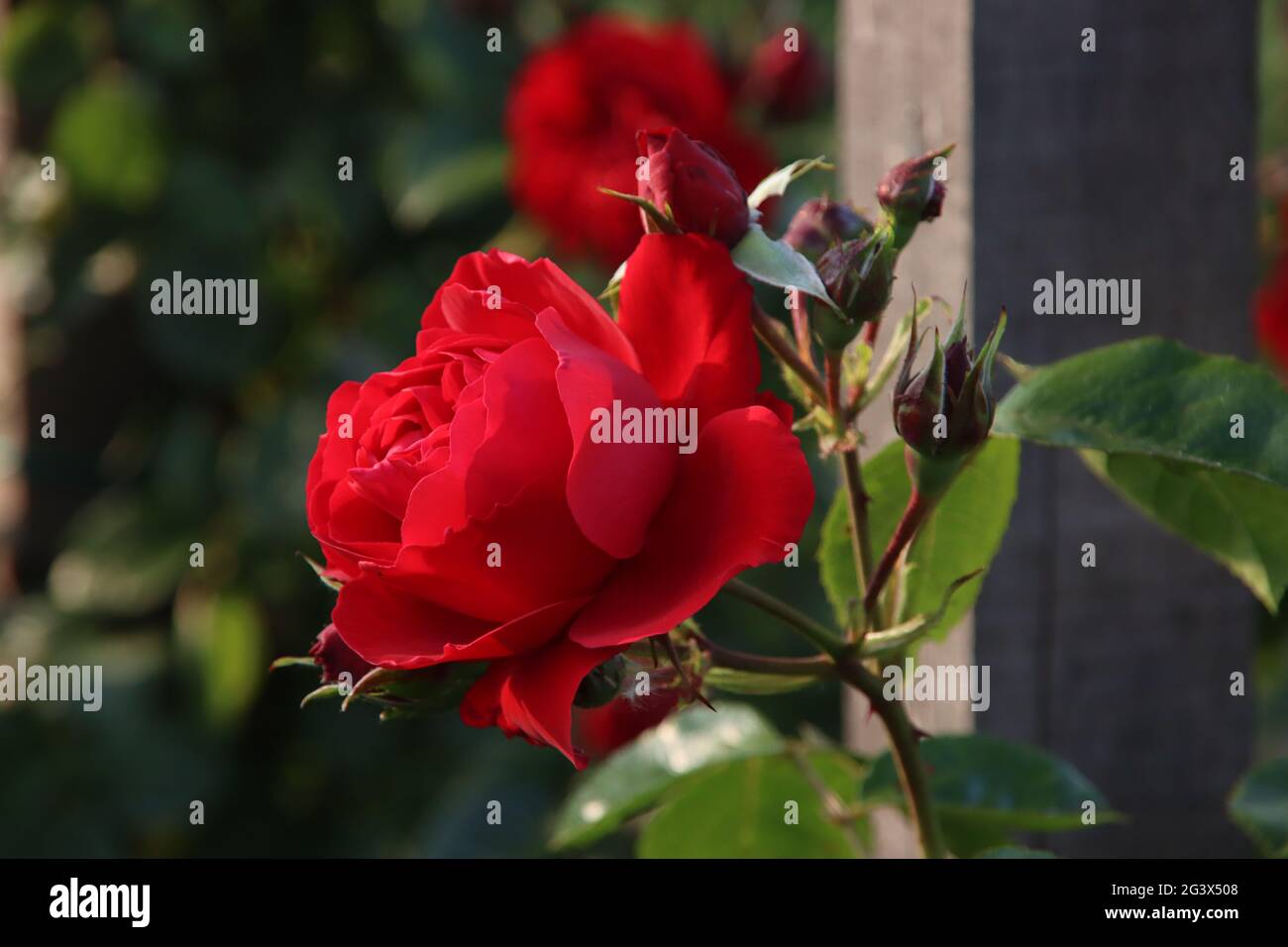 Rose garden Guldemondplantsoen as national monument in Boskoop in the ...