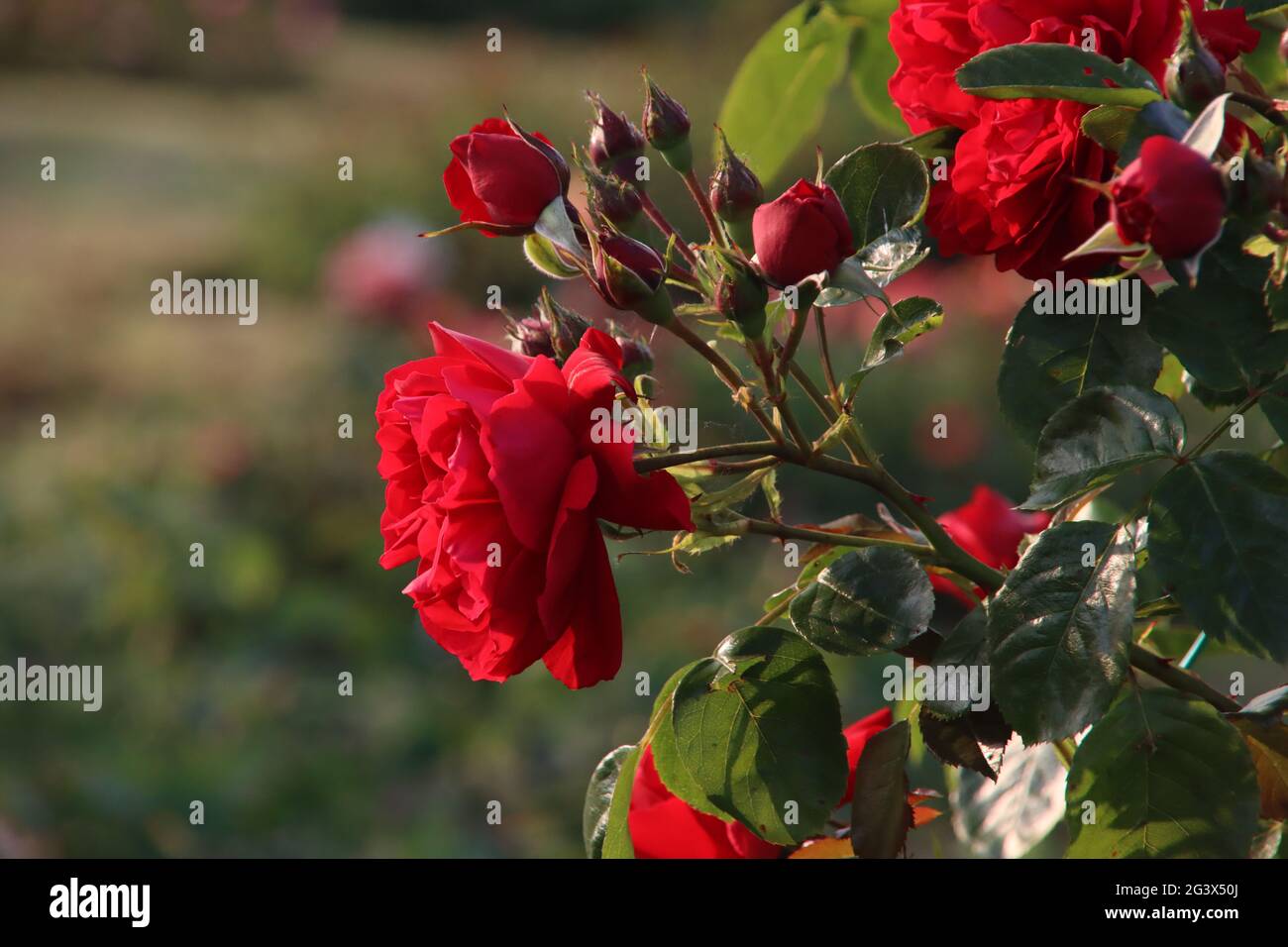 Rose garden Guldemondplantsoen as national monument in Boskoop in the ...