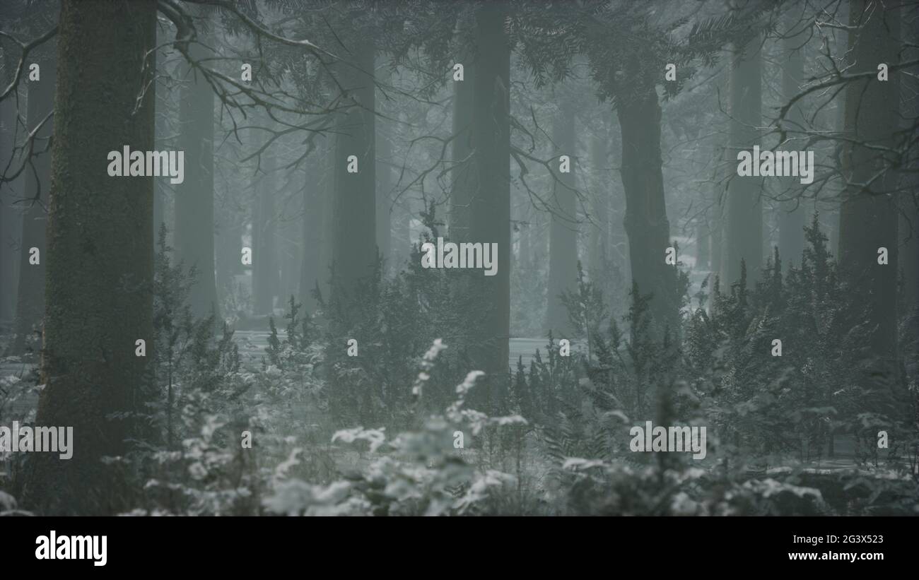 Winter snow-covered forest on a cloudy day Stock Photo - Alamy