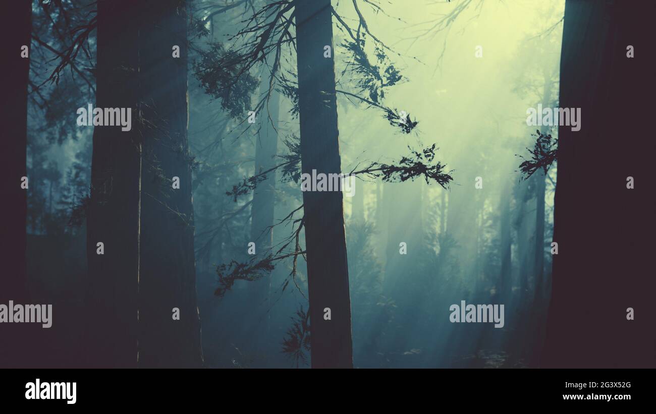 Black tree trunk in a dark pine tree forest Stock Photo - Alamy