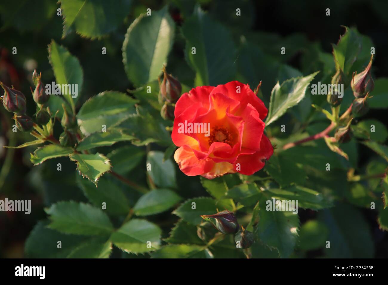 Rose garden Guldemondplantsoen as national monument in Boskoop in the ...