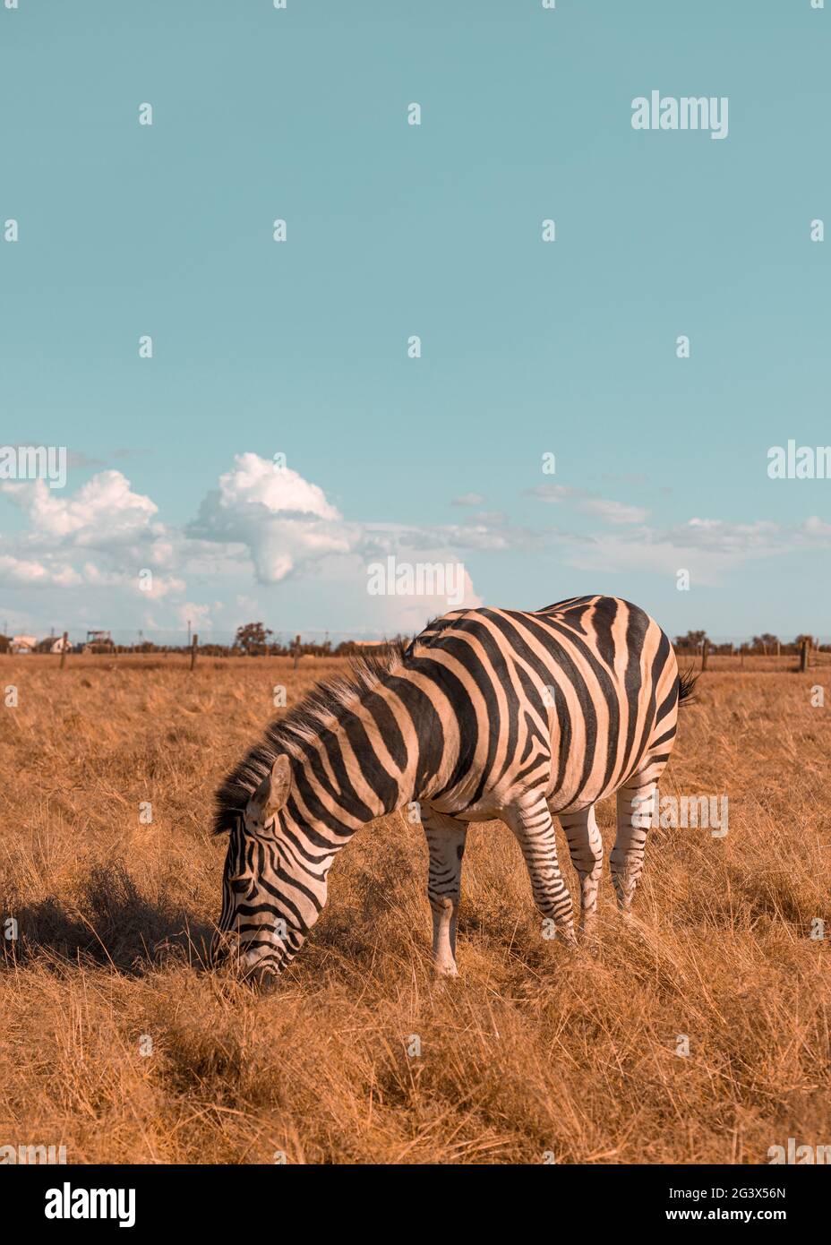 Cute zebra walking along the prairie and eating grass on a sunny day ...