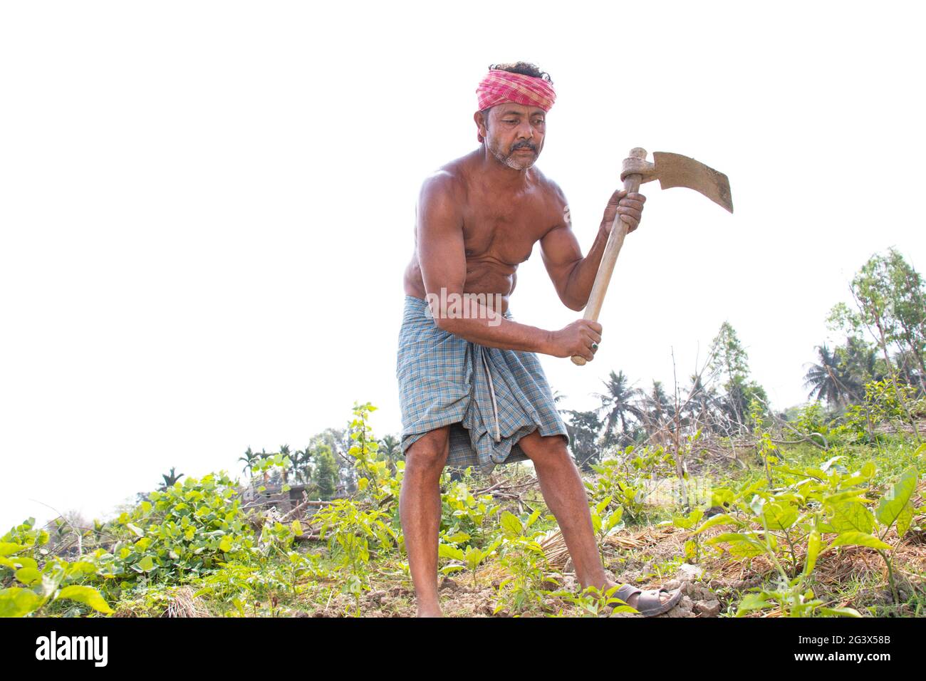 Rural Indian Farmer Working in agricultural field Stock Photo - Alamy