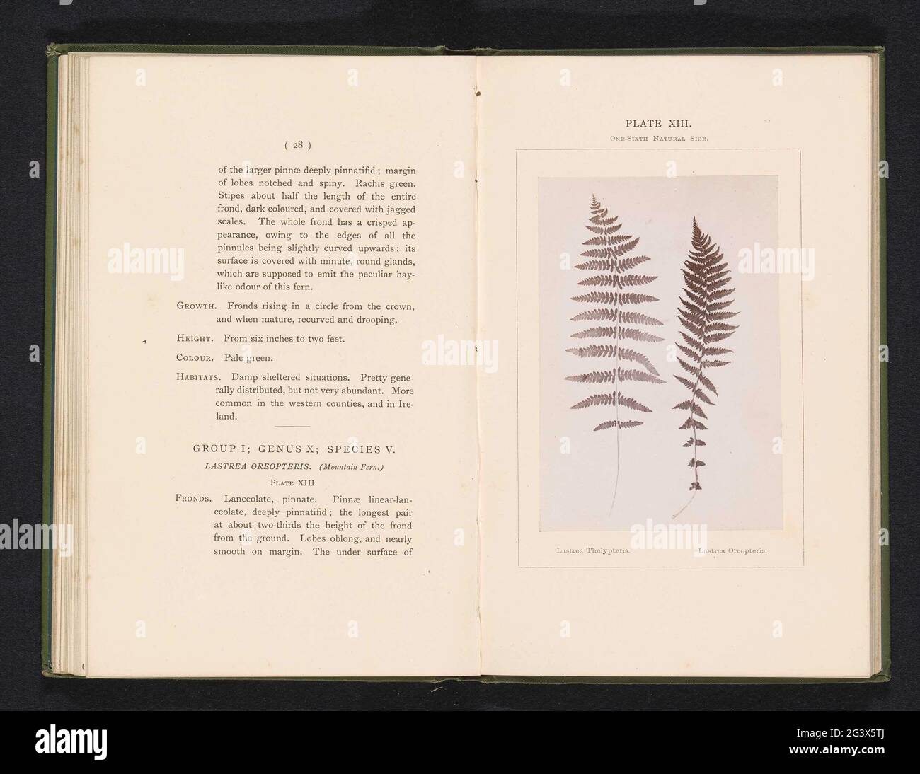 Two types of ferns hi-res stock photography and images - Alamy