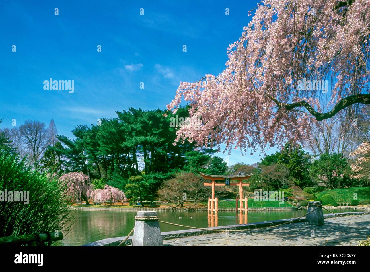 Tori gate cherry blossoms hi-res stock photography and images - Alamy