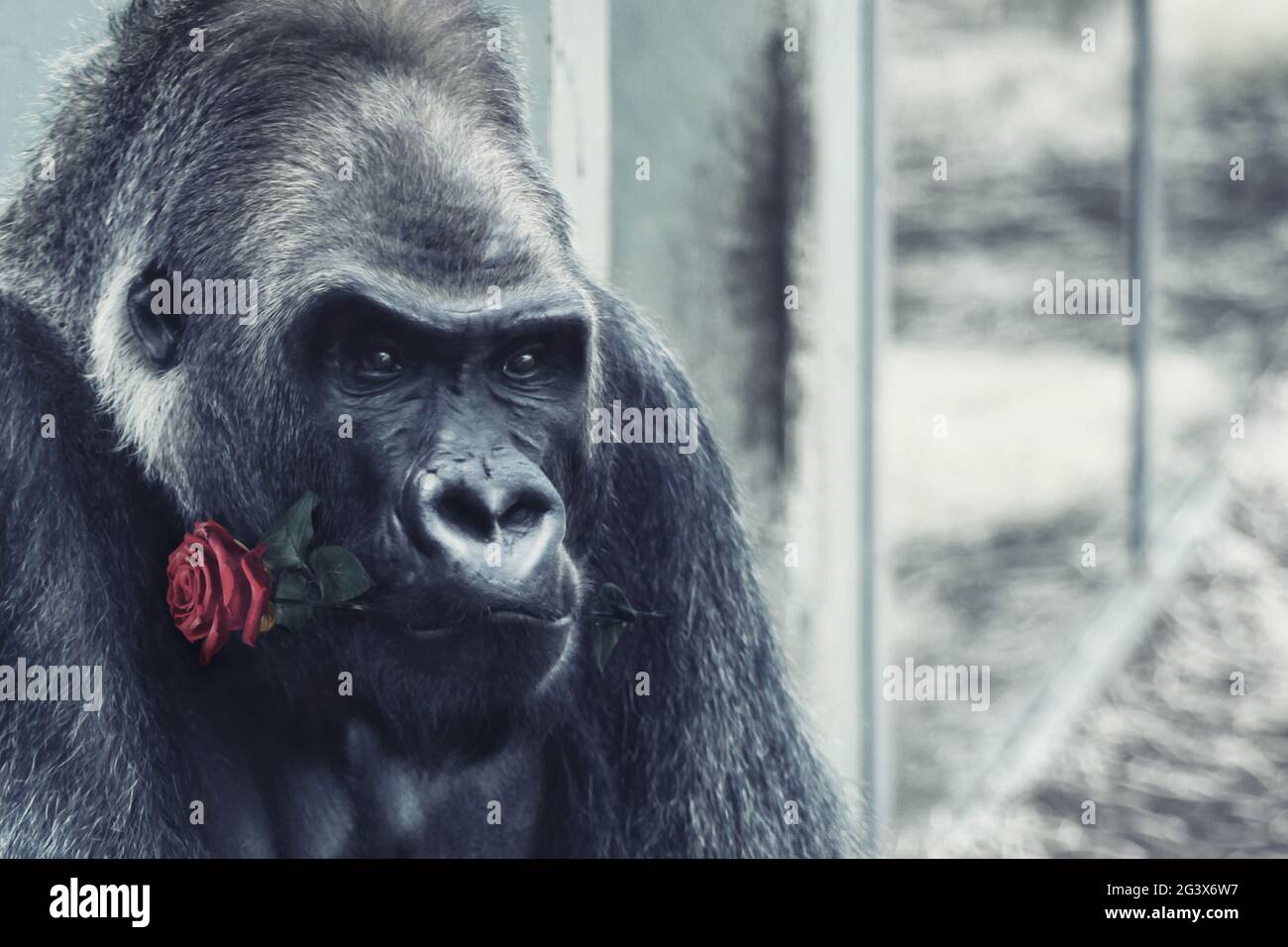 Red heart beast hi-res stock photography and images - Alamy
