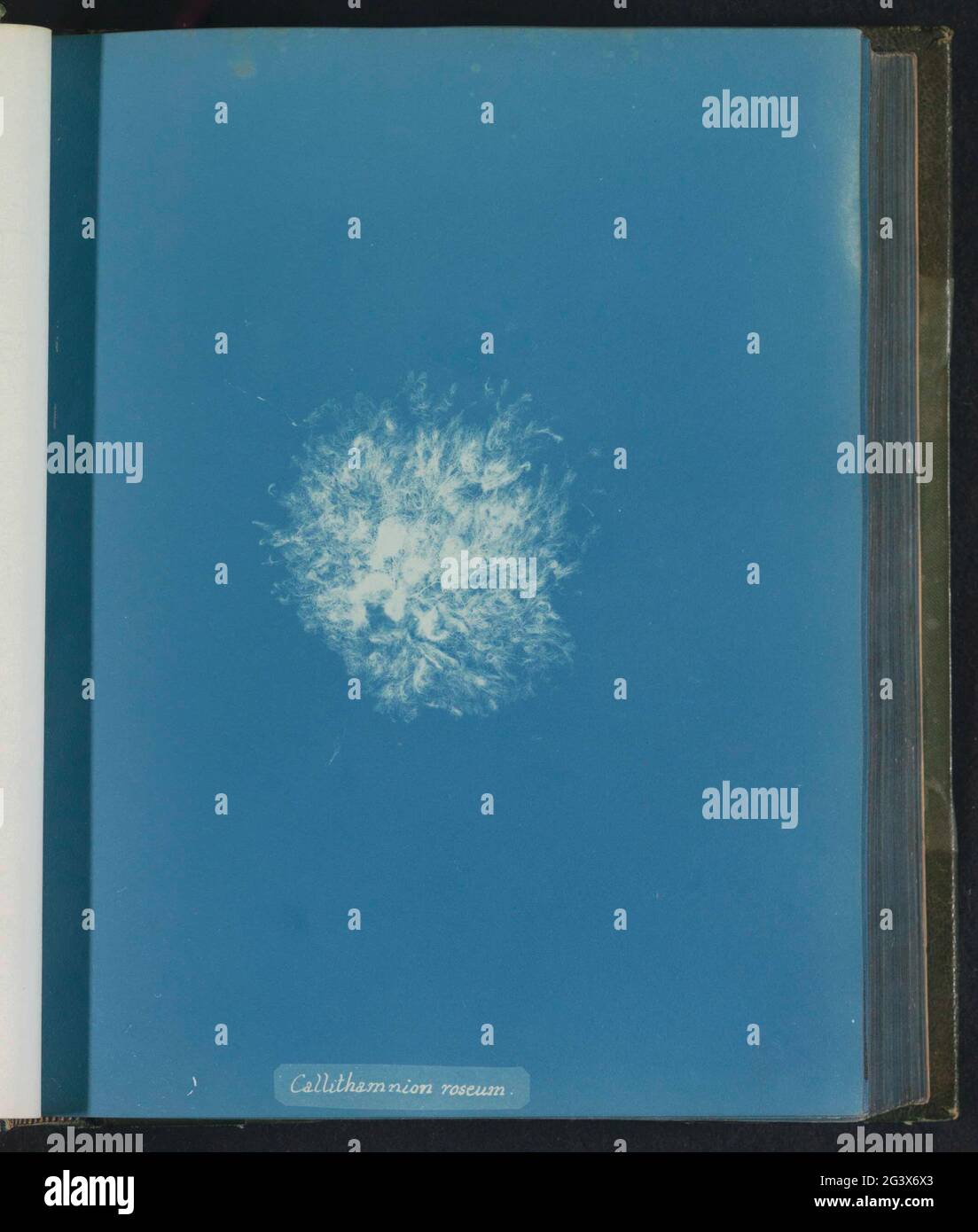 Callithamnion Roseum; Seaweed Stock Photo - Alamy