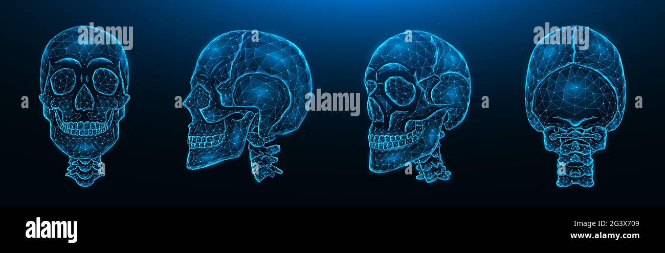 Polygonal vector illustration of human skulls, front, side, and back ...