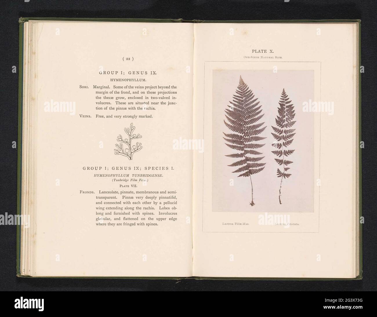 Leaves of the male ferns and the frames; Lastrea Filix-Mas. Lastrea ...