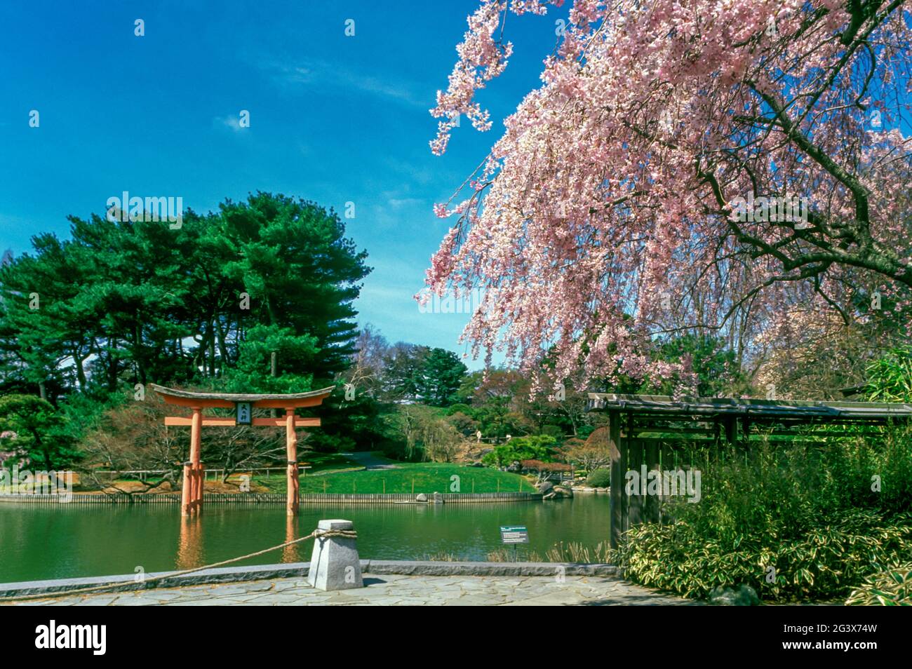 Tori gate cherry blossoms hi-res stock photography and images - Alamy