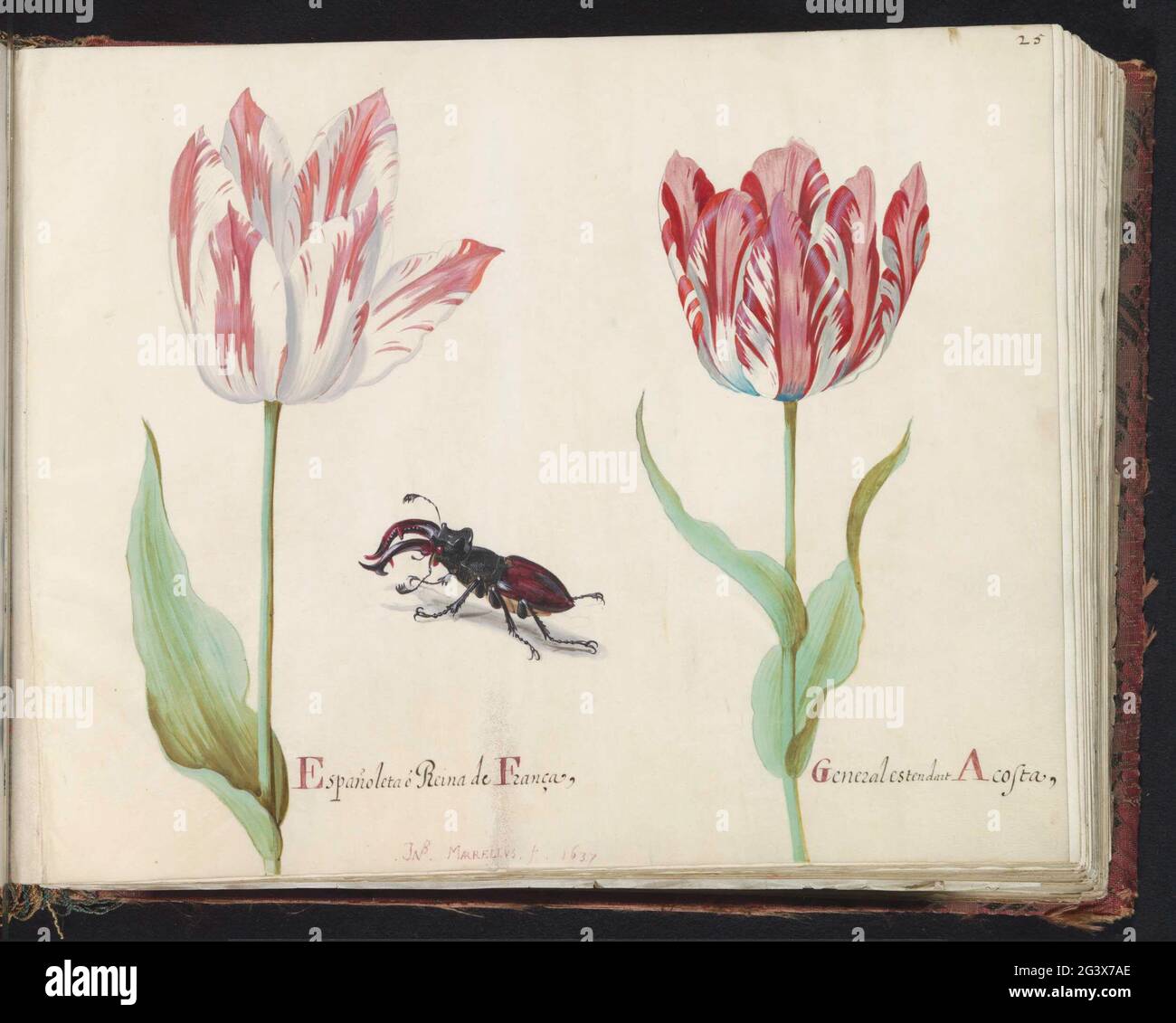 Two tulips with flying deer; Espanoleta O Reina de Franca / General ...