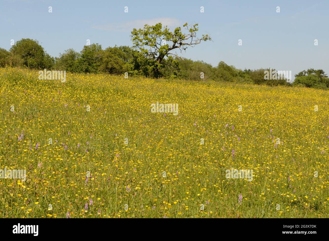 Wild Orchids Wales High Resolution Stock Photography and Images - Alamy