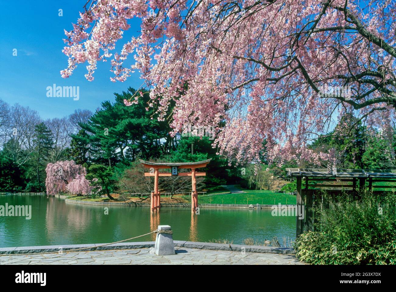 Tori gate cherry blossoms hi-res stock photography and images - Alamy