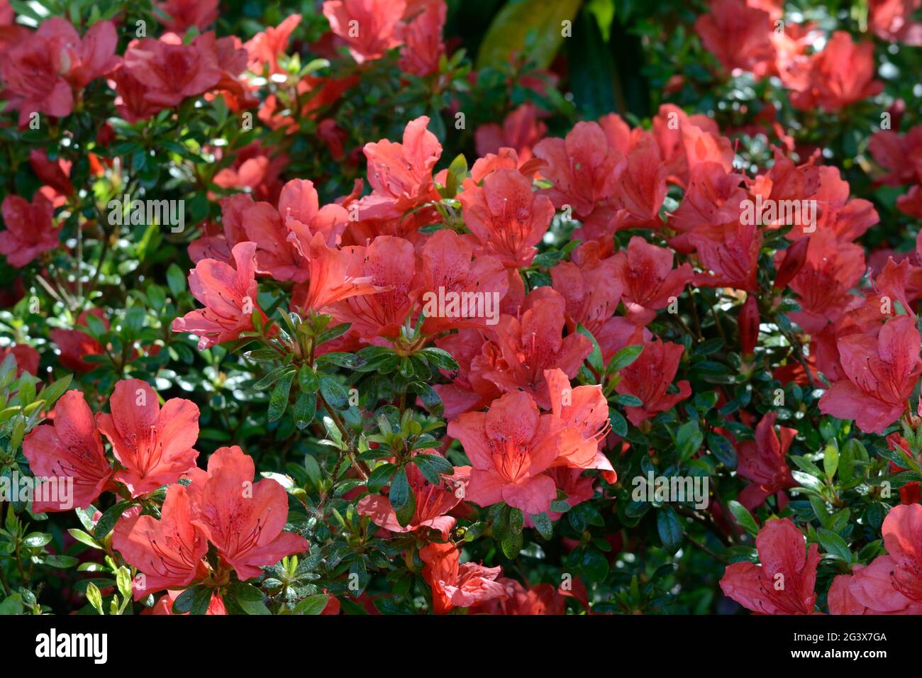 Evergreen azalea hi-res stock photography and images - Alamy