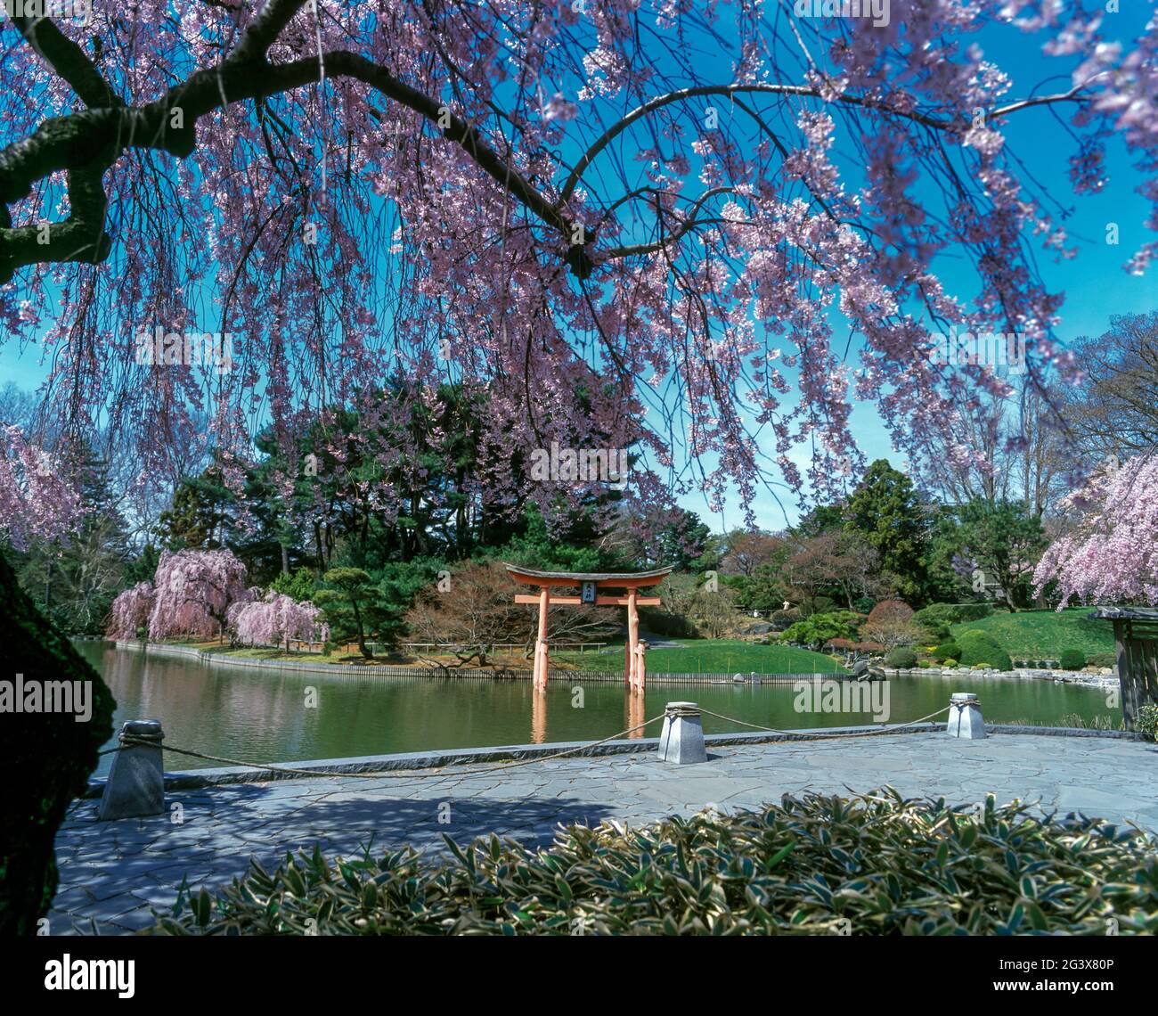 Tori gate cherry blossoms hi-res stock photography and images - Alamy