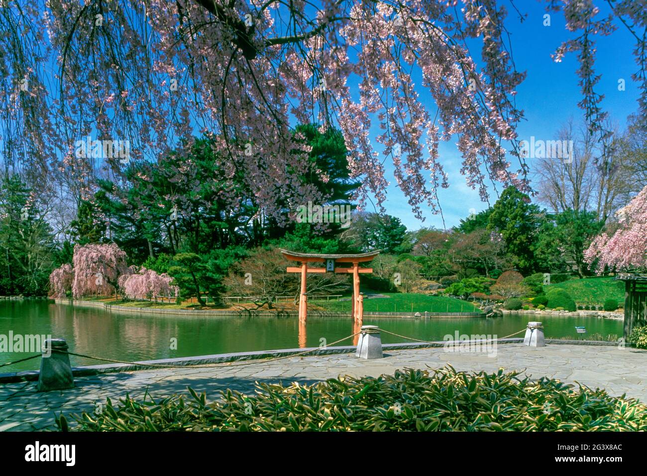 Tori gate cherry blossoms hi-res stock photography and images - Alamy