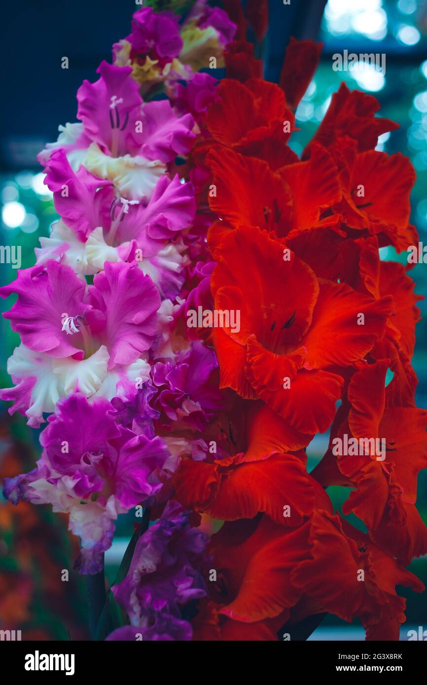 Beautiful gladiolus flower on floral exhibition. Isolated bright ...