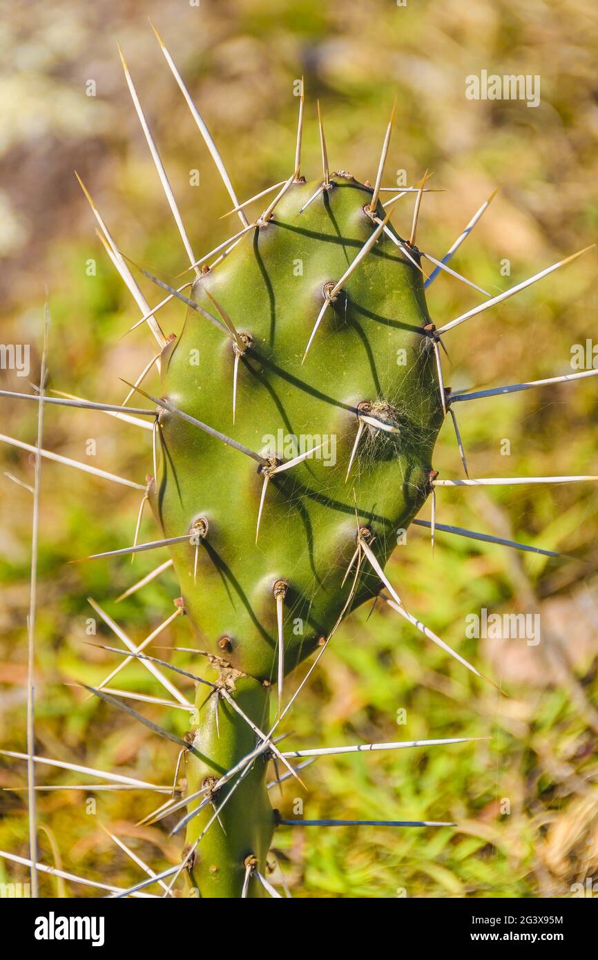 Thorn pear hi-res stock photography and images - Alamy