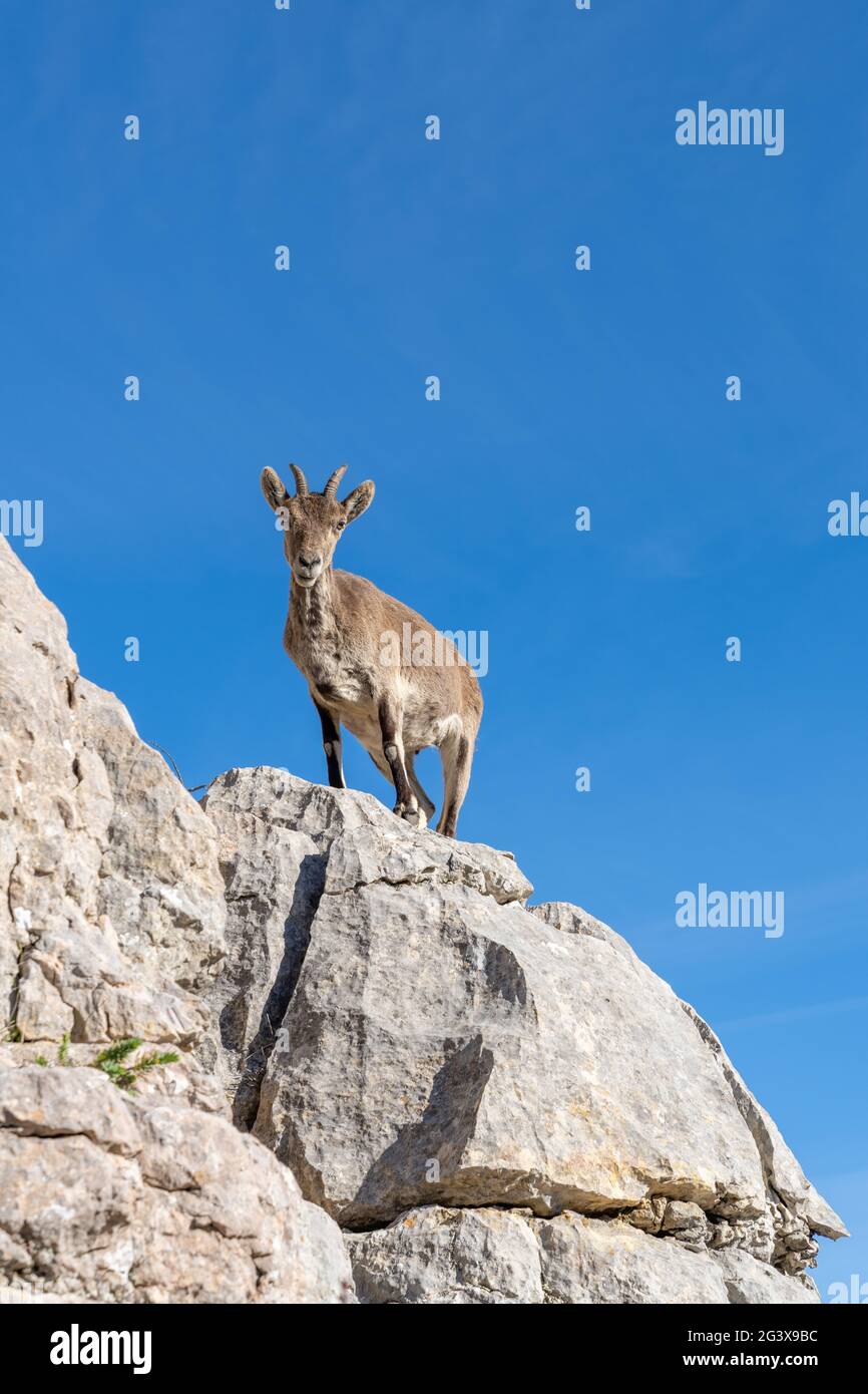 A young Iberian wild mountain goat perched on a high rocky promontory ...