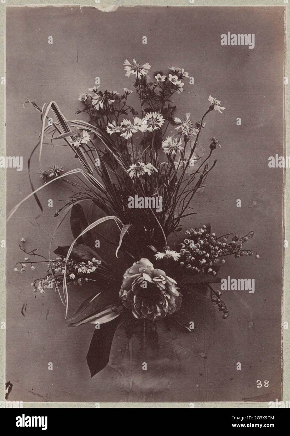 Flower study with leaves. Part of collective tape with photos of flower ...