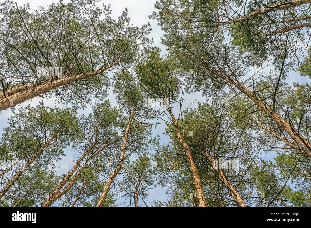 Up towards treetops hi-res stock photography and images - Alamy