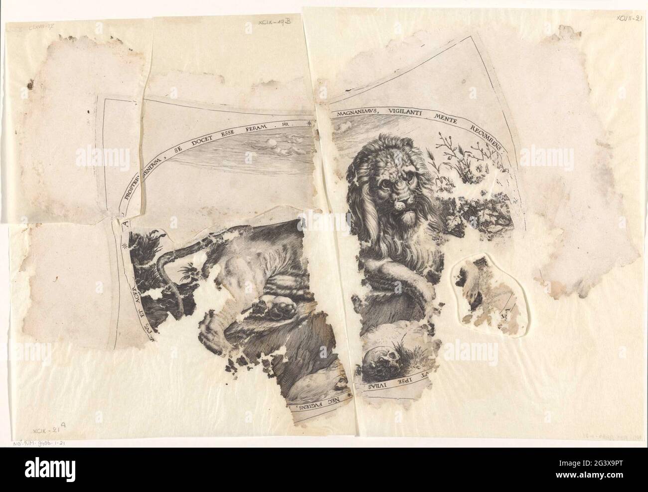 Lion. Oval presentation of a lion lying in a skull. To the show a Latin ...