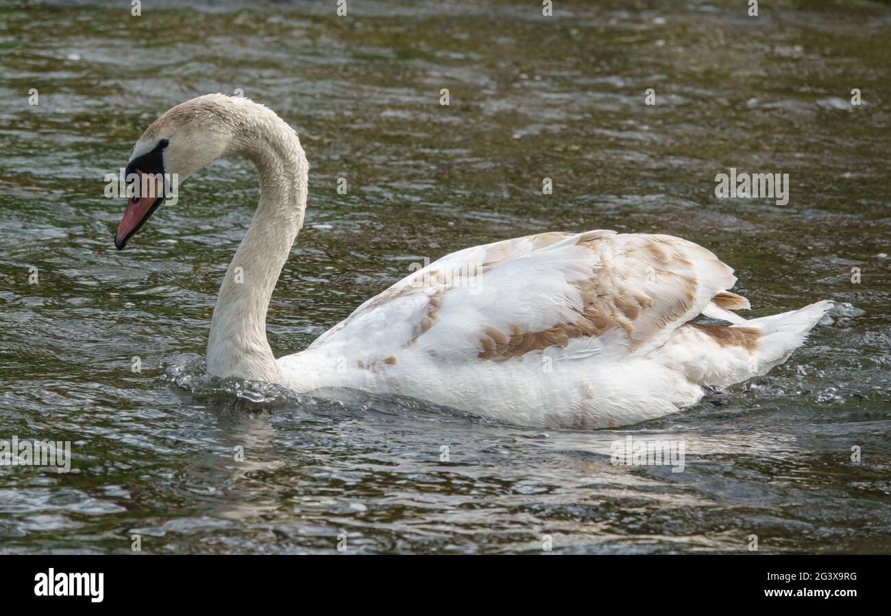 a cygnet feeding on the river Stock Photo - Alamy