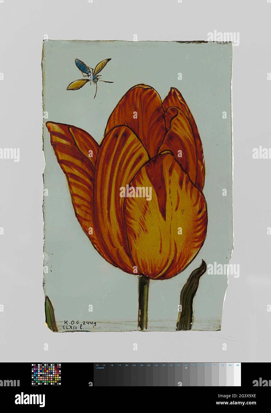 Glass With a Tulip and Insect. Squirts with email painting of a tulip ...