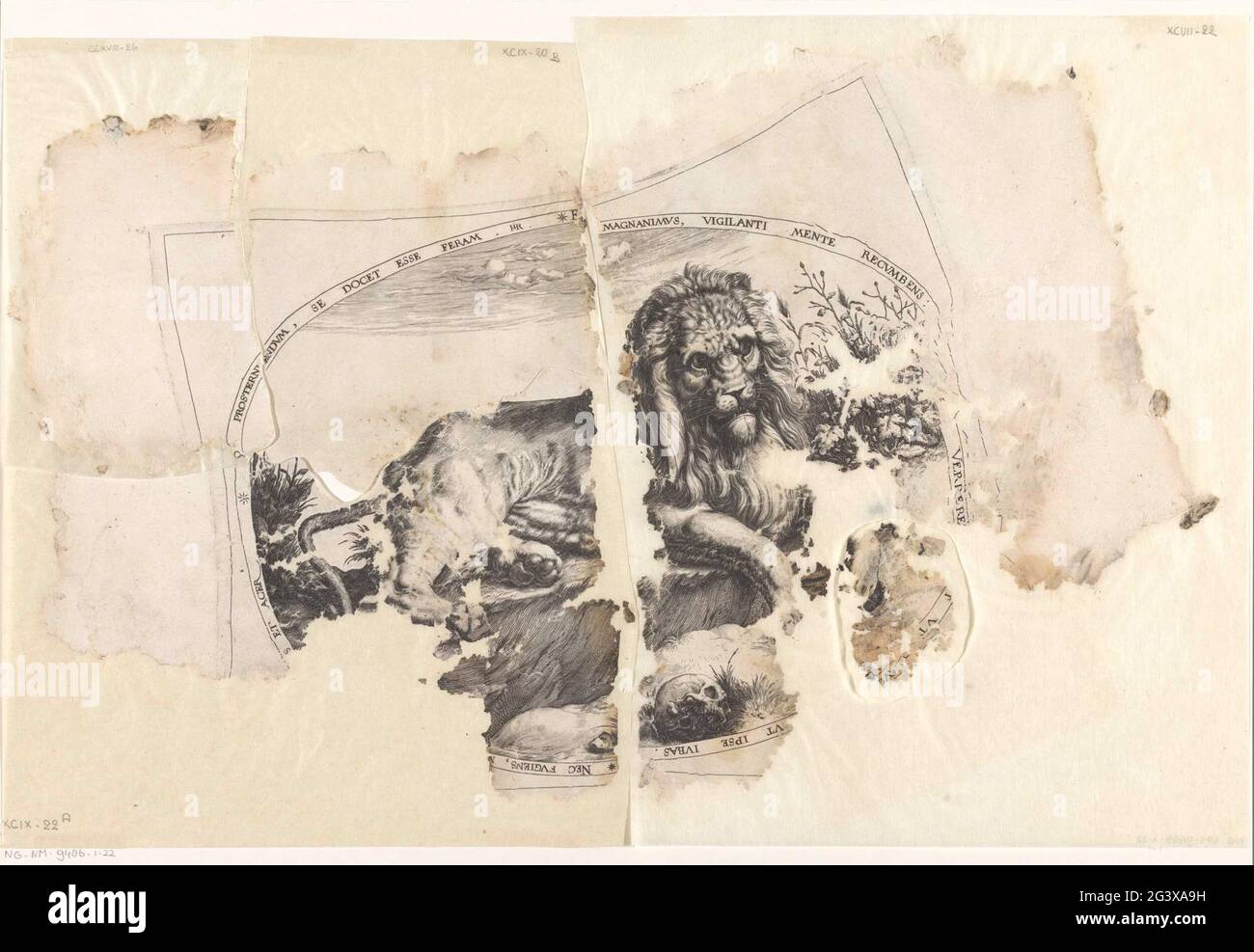 Lion. Oval presentation of a lion lying in a skull. To the show a Latin ...