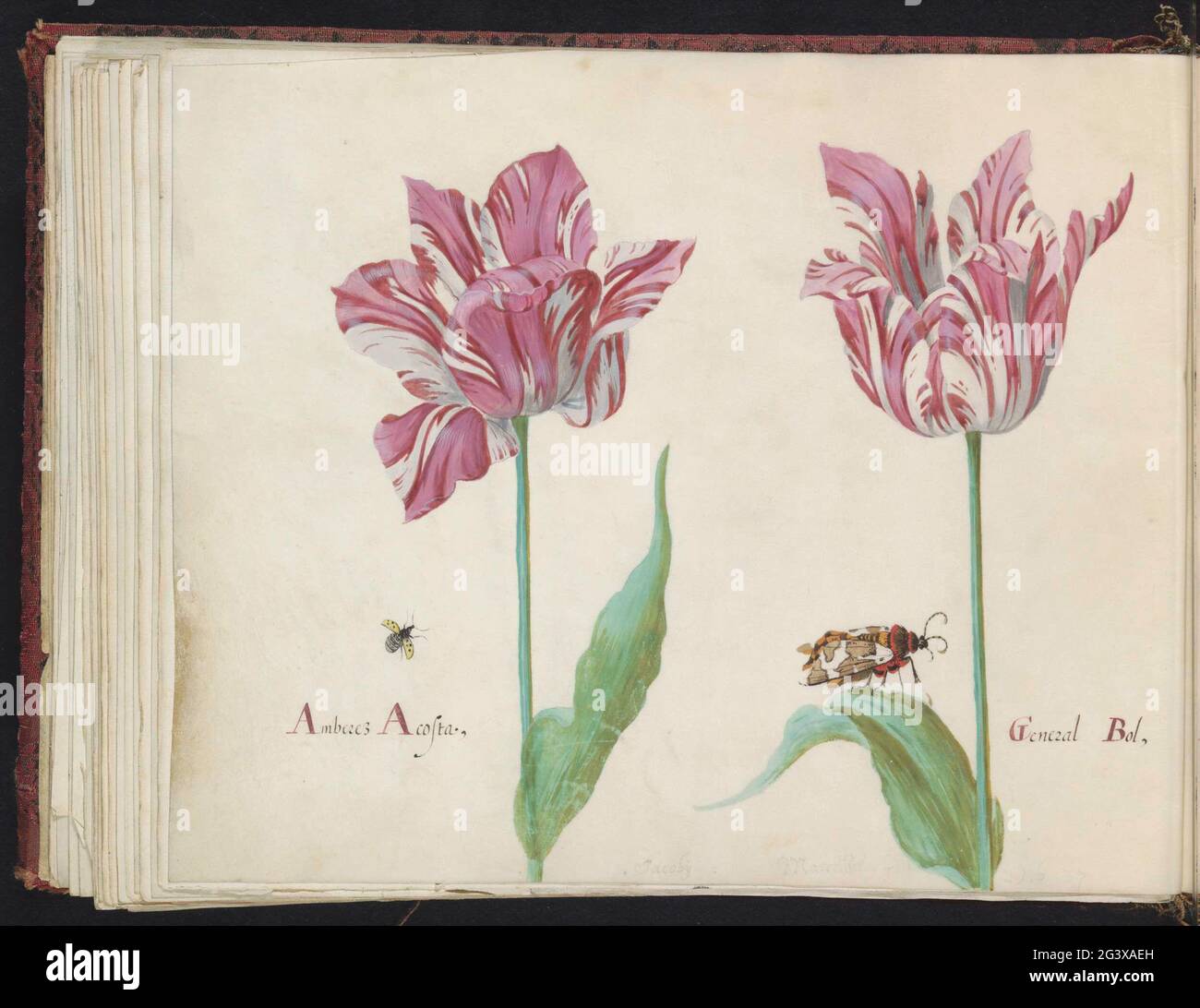 Two tulips with a flying beetle and beer butterfly; AMBEZ ACOSTA ...
