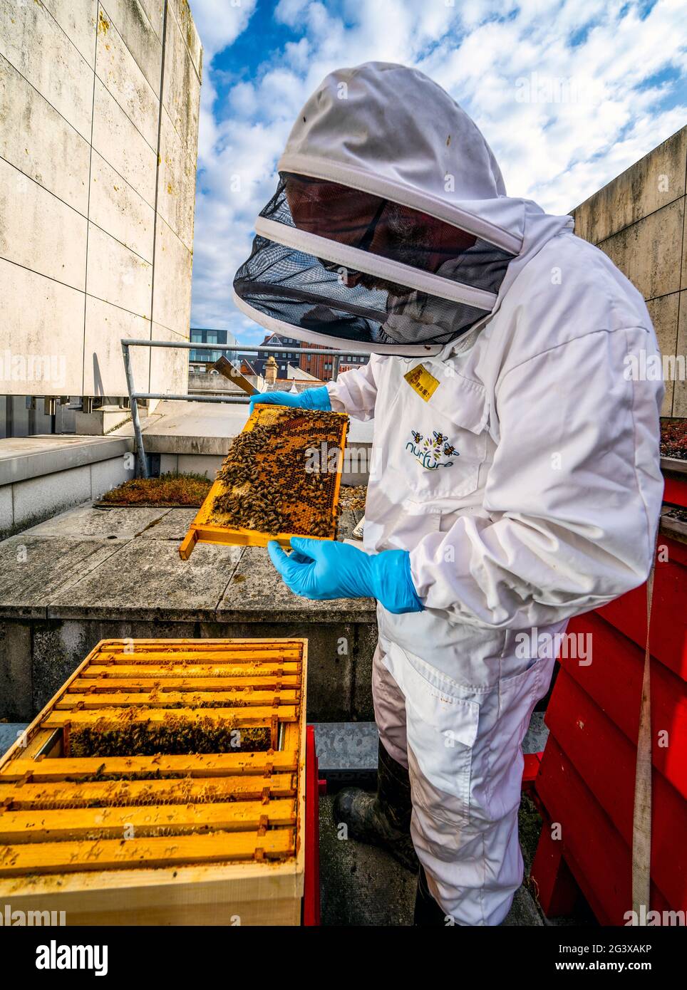 John Beavan, Master Beekeeper at Nurture harvests honey from the ...