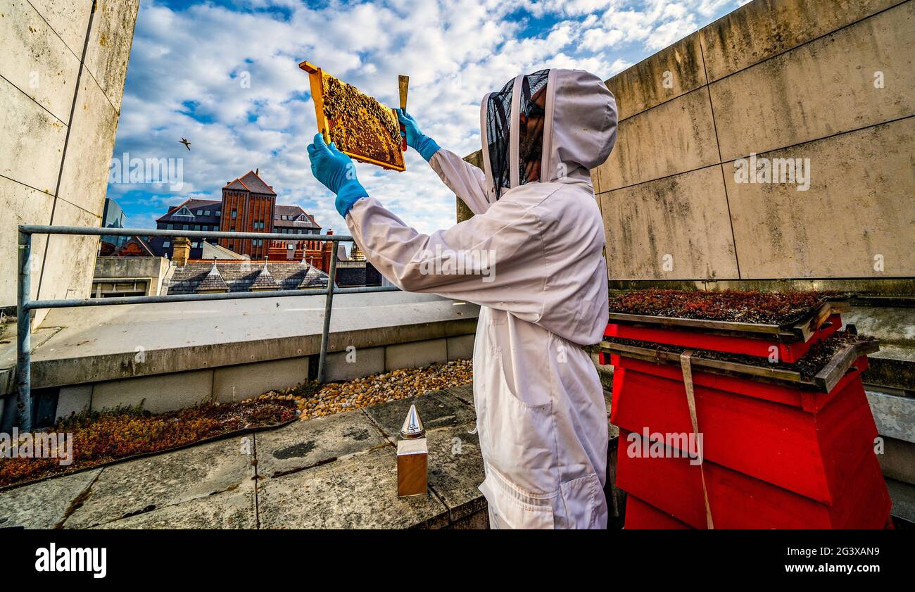 John Beavan, Master Beekeeper at Nurture harvests honey from the ...