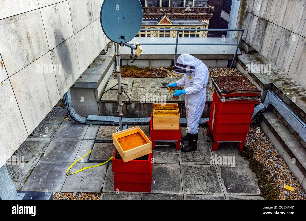 John Beavan, Master Beekeeper at Nurture harvests honey from the ...