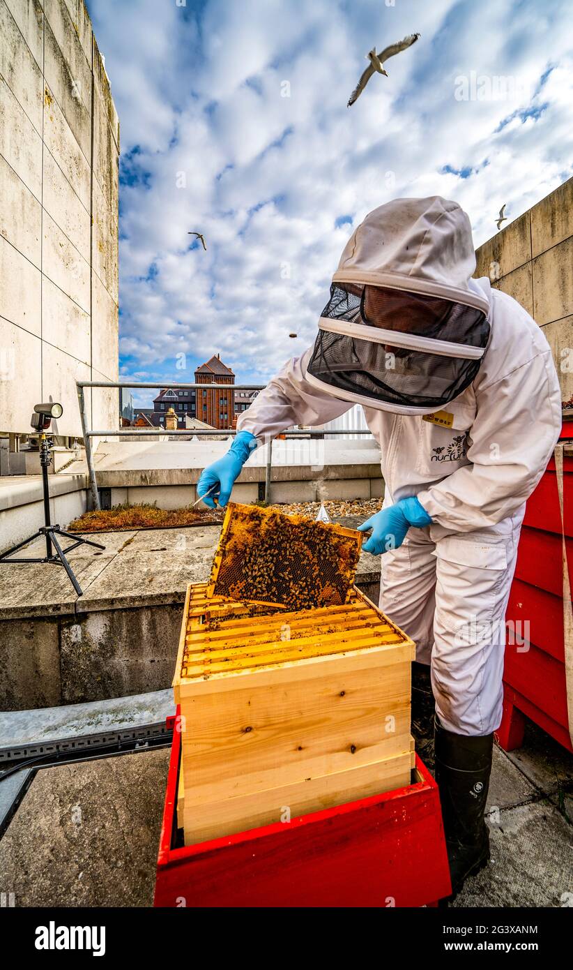 John Beavan, Master Beekeeper at Nurture harvests honey from the ...