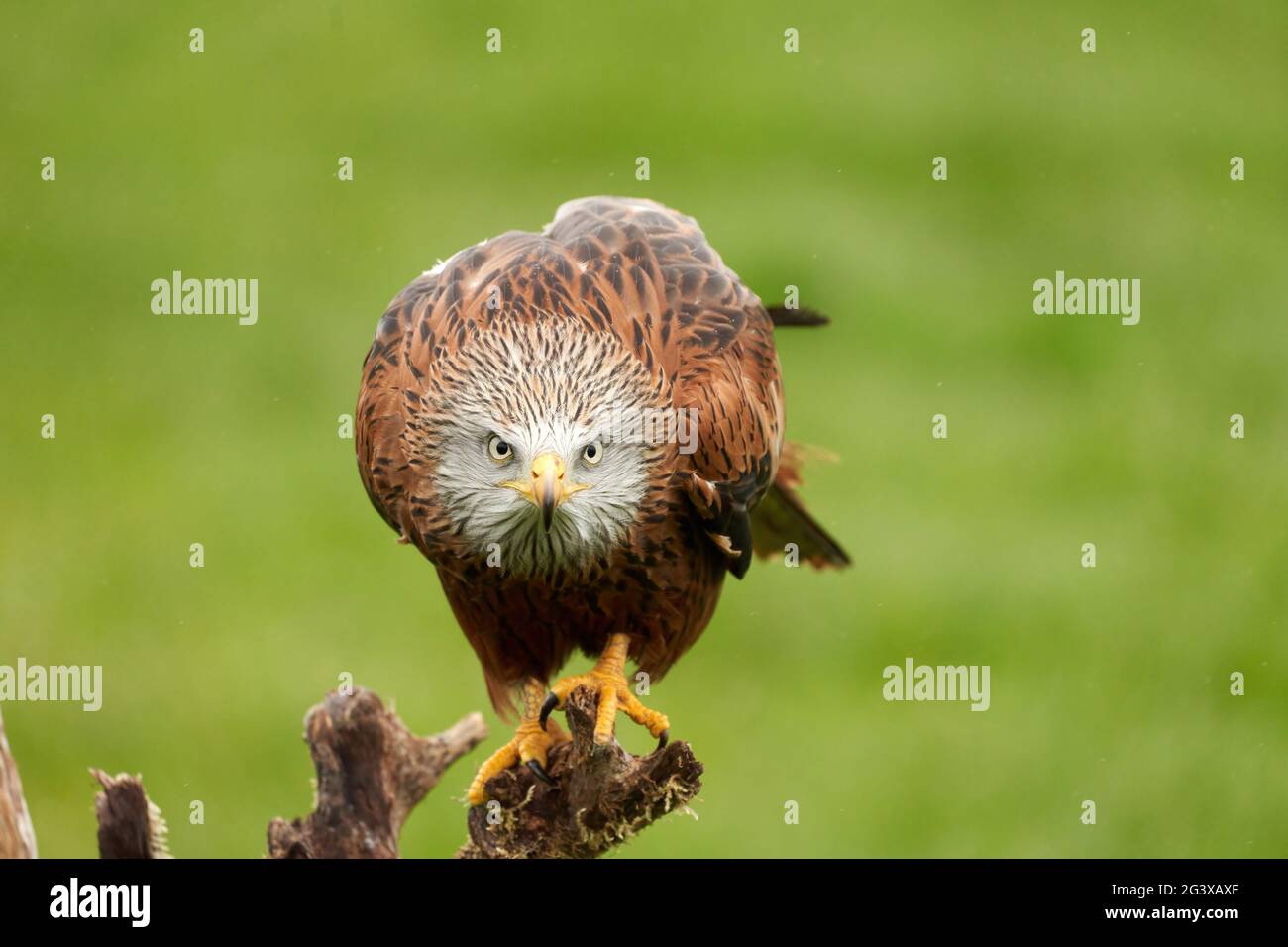 Red kite, bird of prey portrait. The bird sits on a stump, looks ...