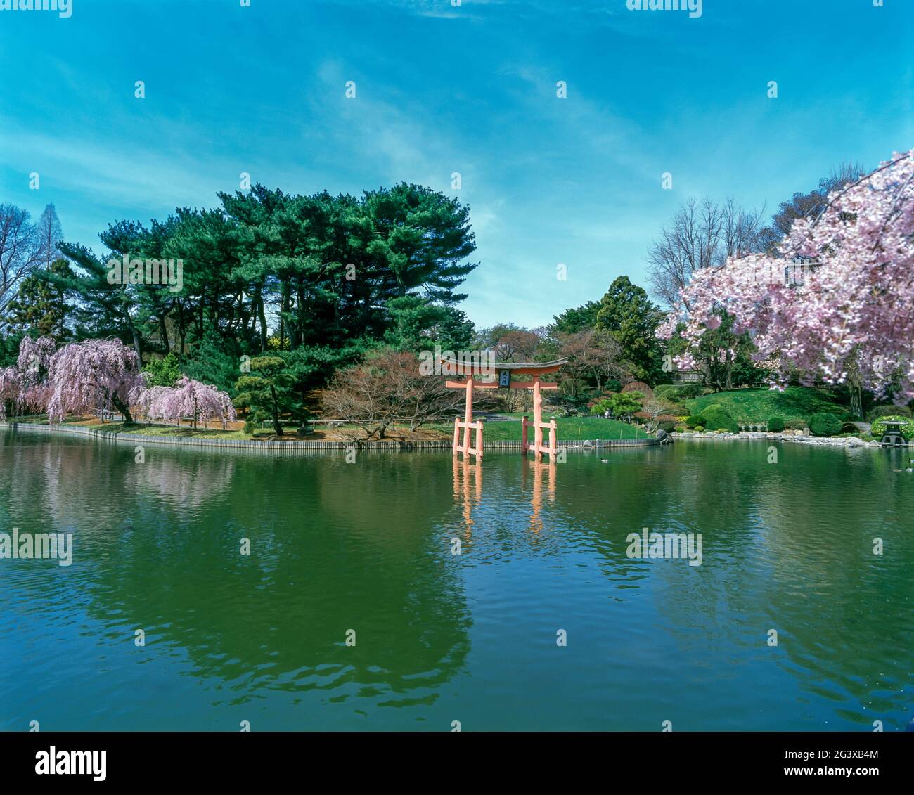 Tori gate cherry blossoms hi-res stock photography and images - Alamy