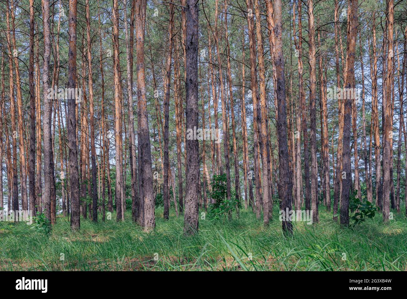 Summer pine forest in the early morning Stock Photo - Alamy